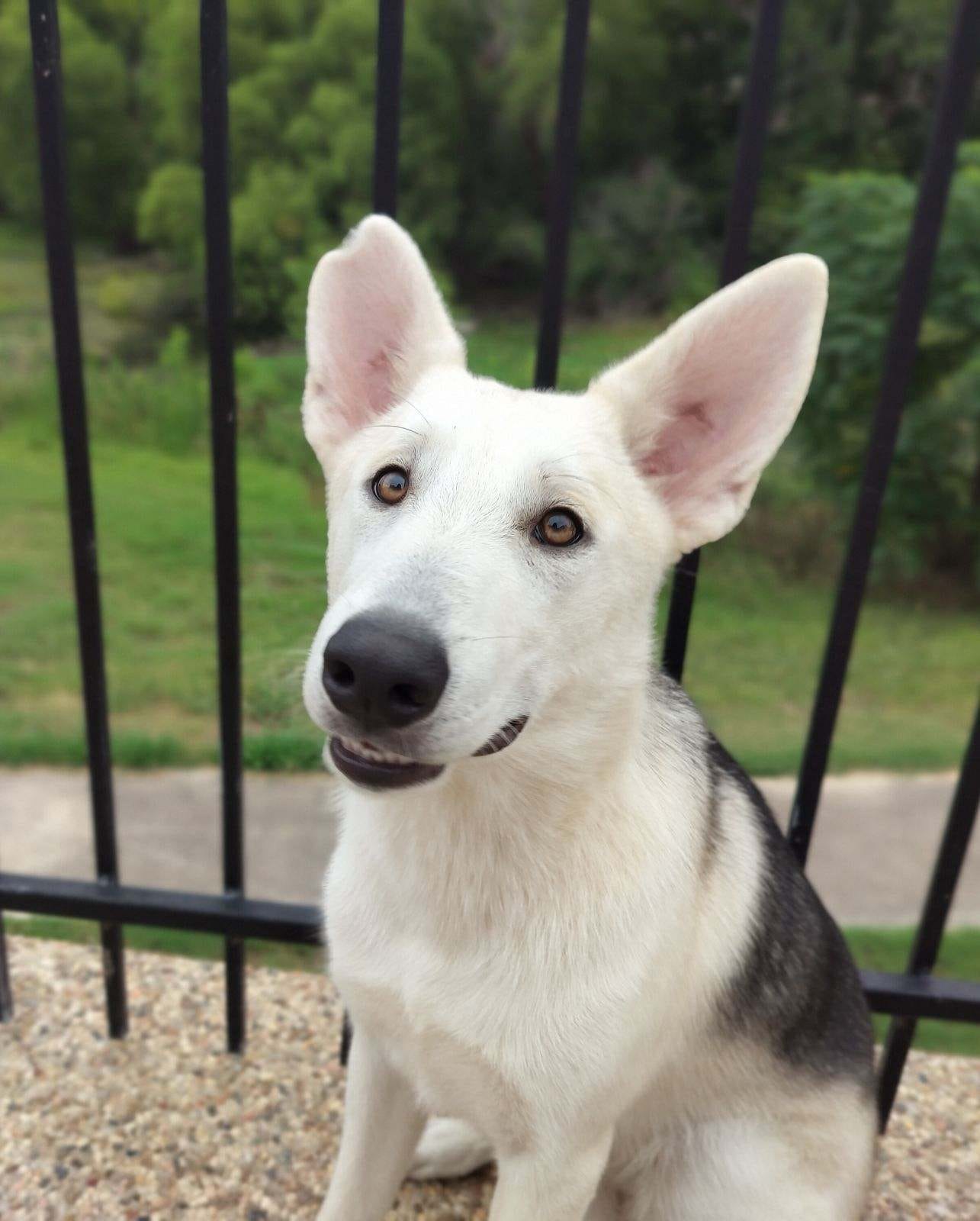 Adopt Princess Kay Today - Pets TheCountyOffice