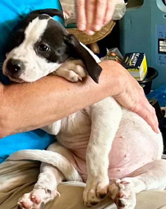 Adopt Winifred Today - Pets TheCountyOffice