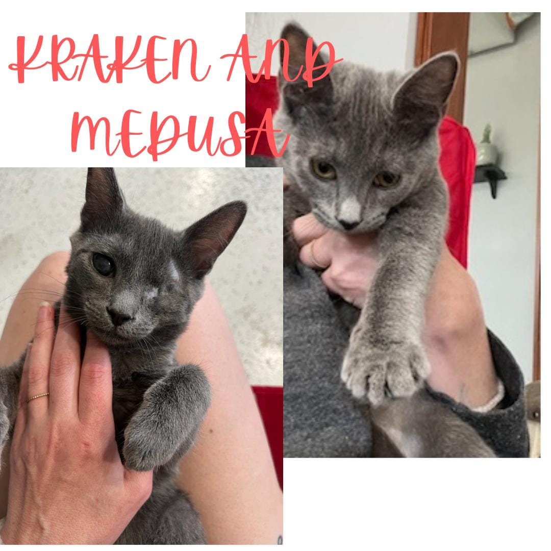 Adopt Medusa and Kraken Today - Pets TheCountyOffice