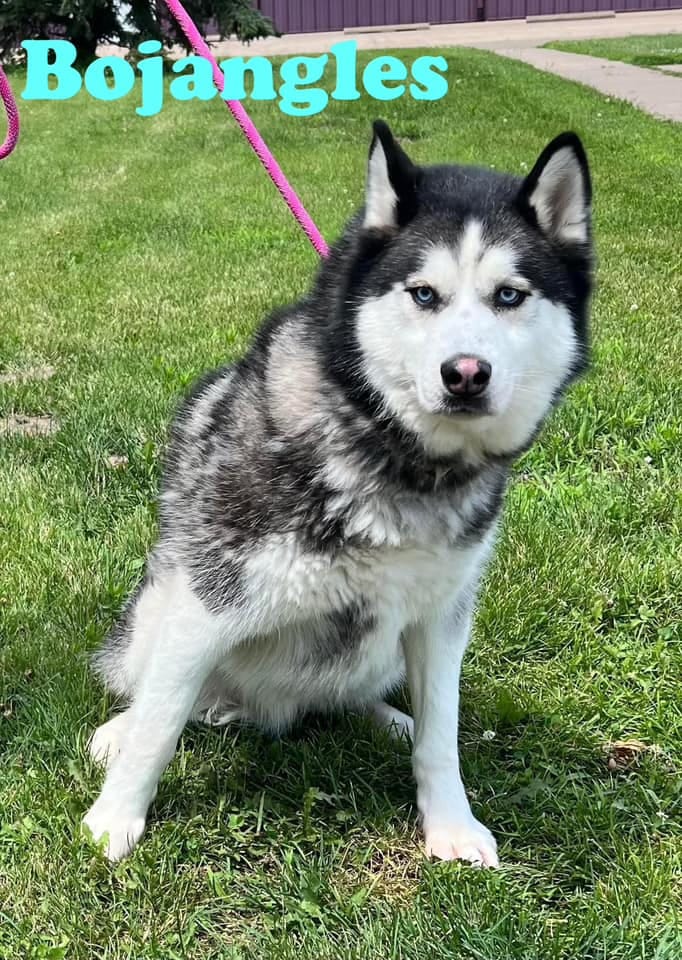 Adopt Bojangles Today - Pets TheCountyOffice