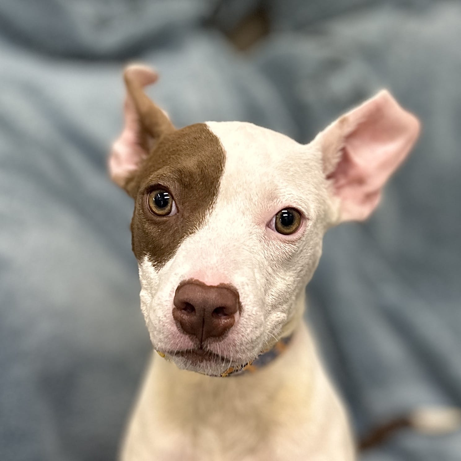 Adopt Skylah Today - Find Paw Pal