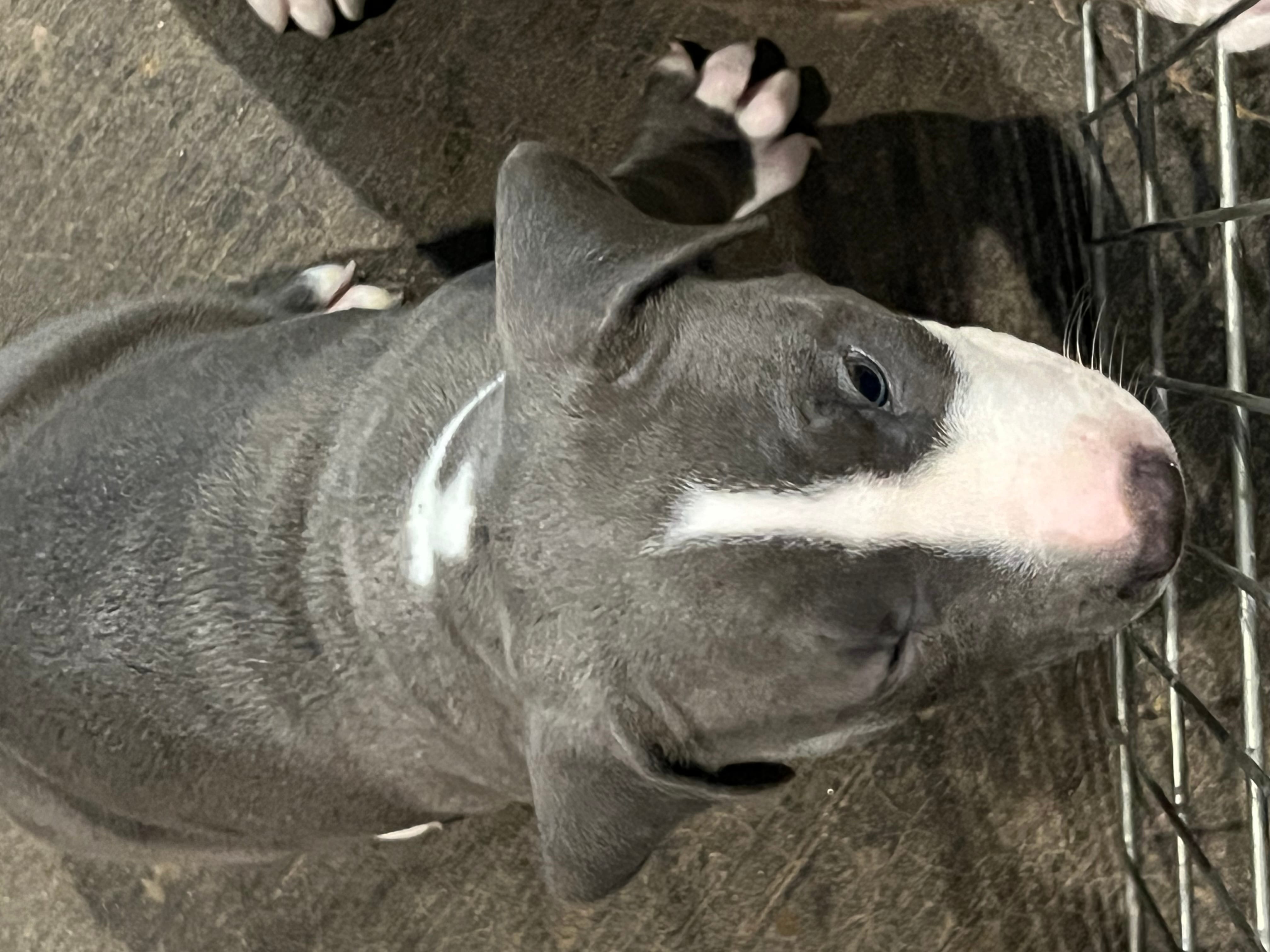 Adopt Sir Winston aka Phantom Today - Pets TheCountyOffice
