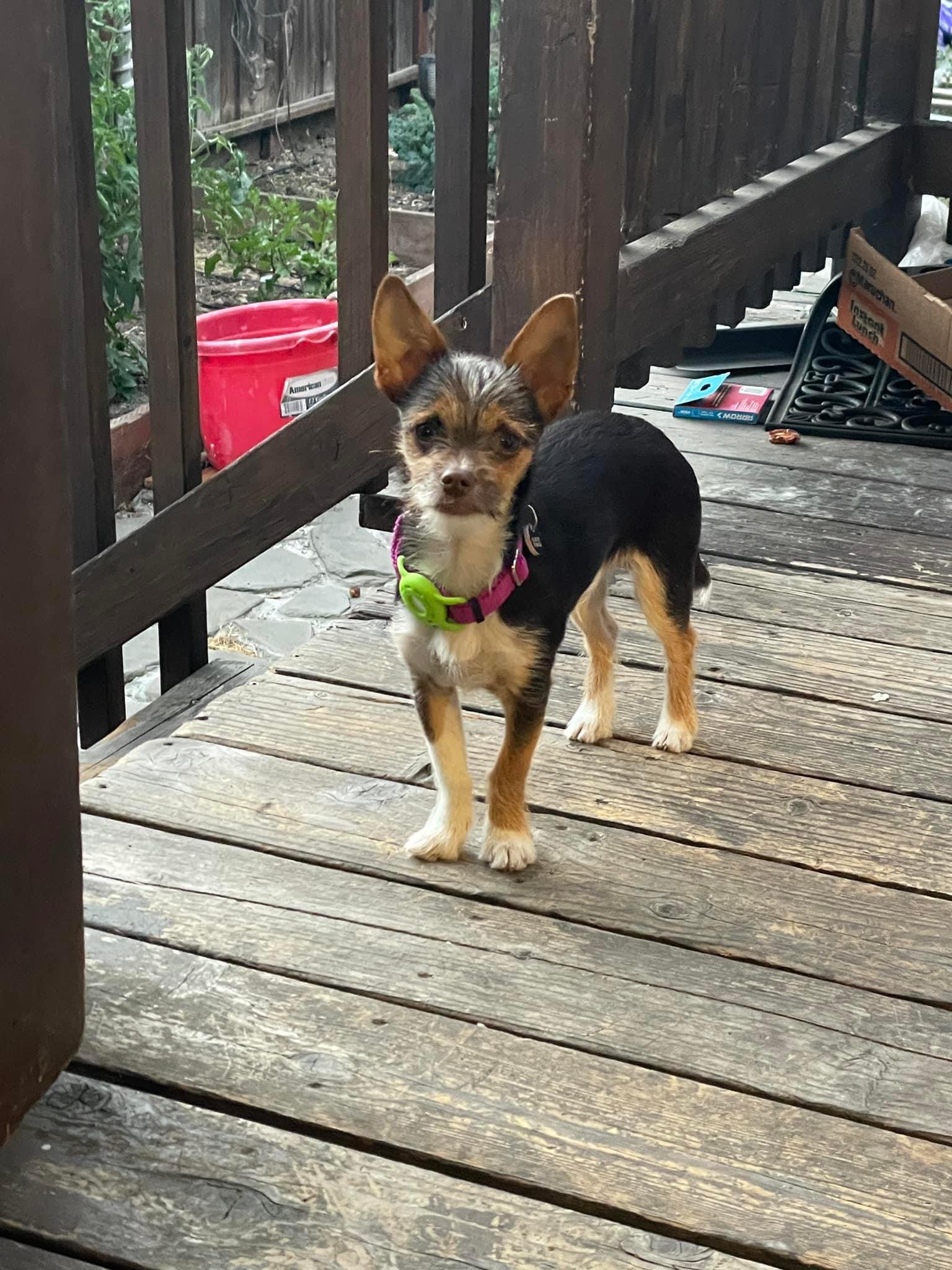 Adopt Milo Today - Pets TheCountyOffice