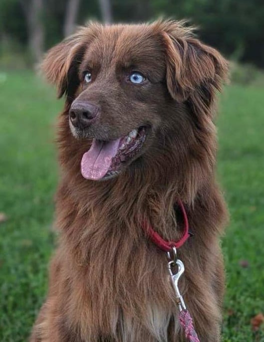 Adopt Boone Today - Pets TheCountyOffice