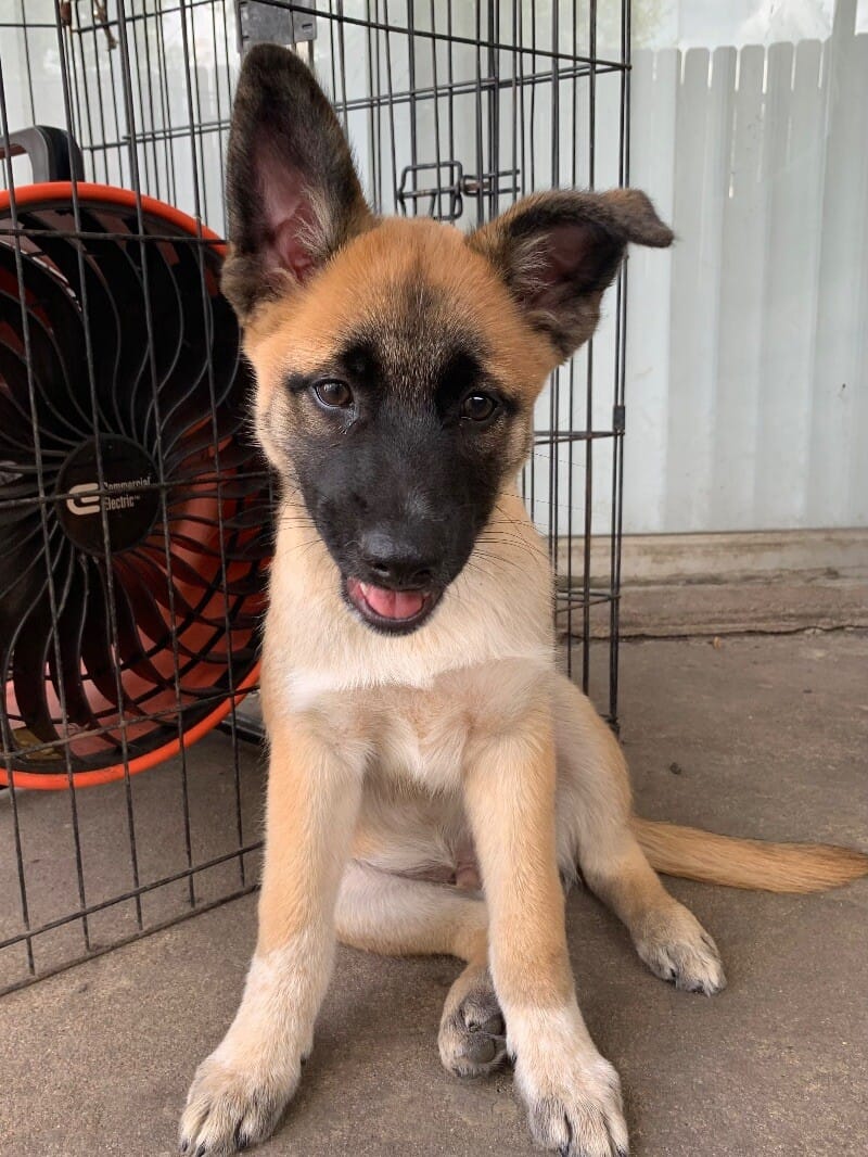 Adopt Gucci Sable Today - Pets TheCountyOffice