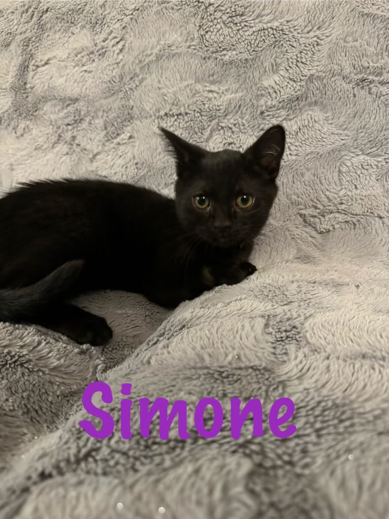Adopt Sumi & Simone bonded kittens Today - Find Paw Pal