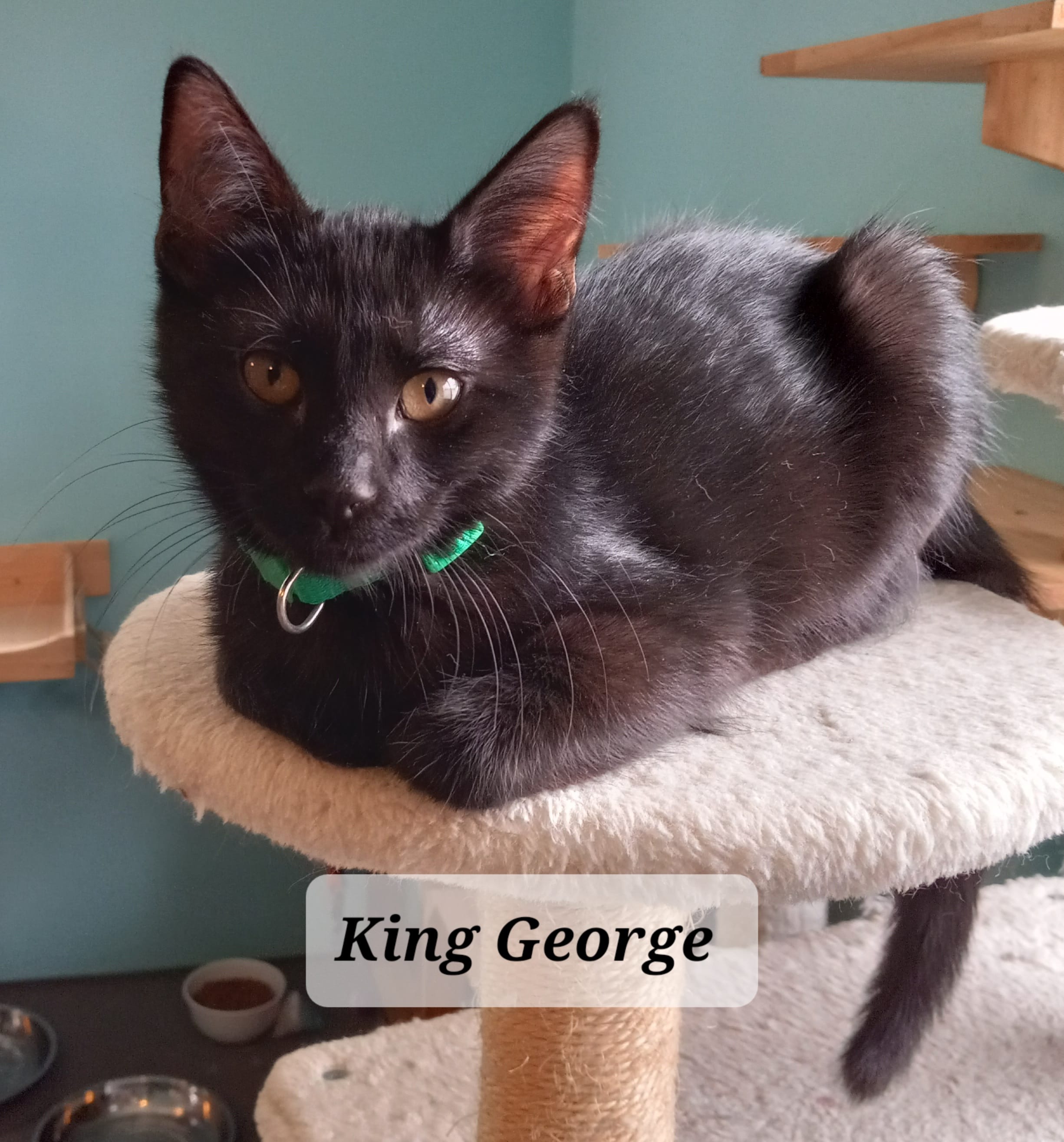 Adopt King George Today - Pets TheCountyOffice