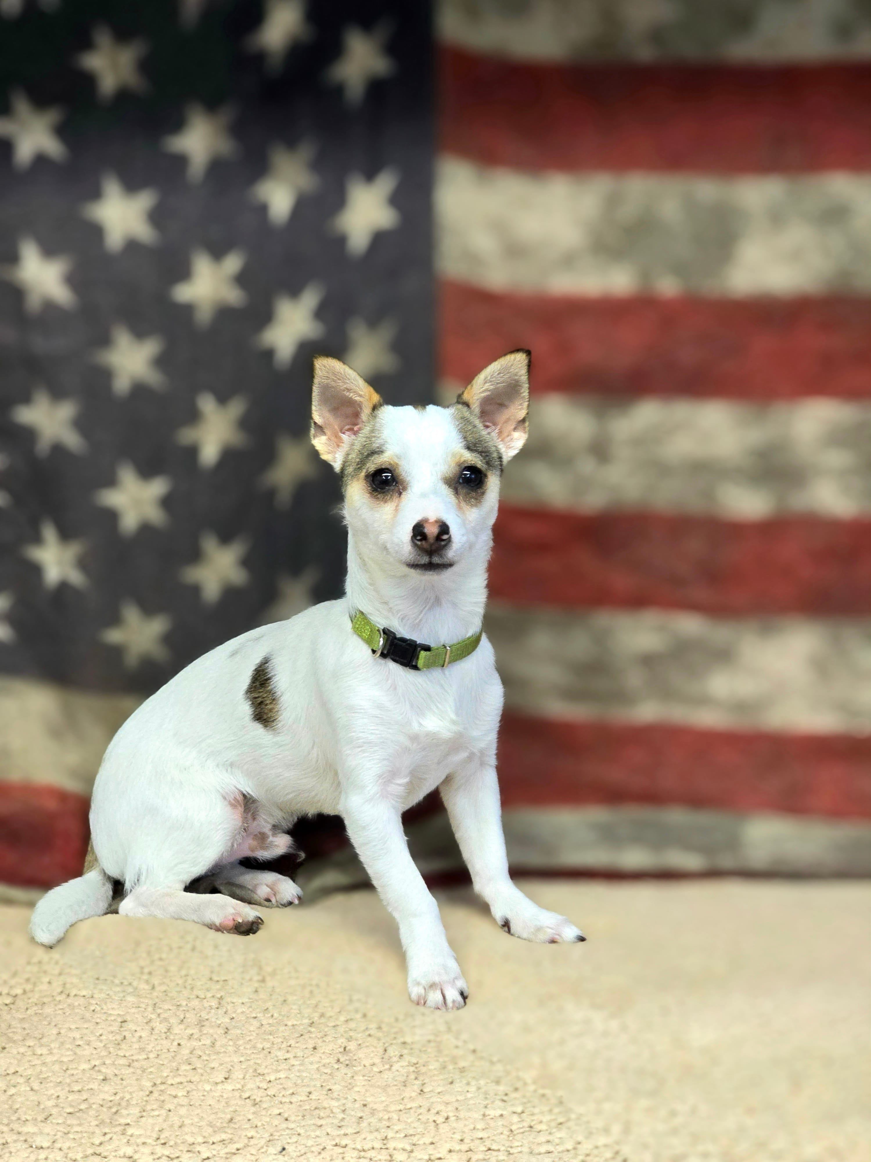Adopt Checkers Today - Pets TheCountyOffice