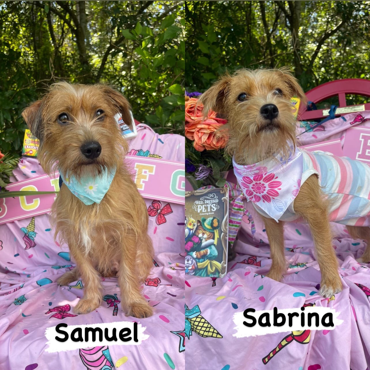 Adopt Samuel & Sabrina (bonded pair) Today - Find Paw Pal