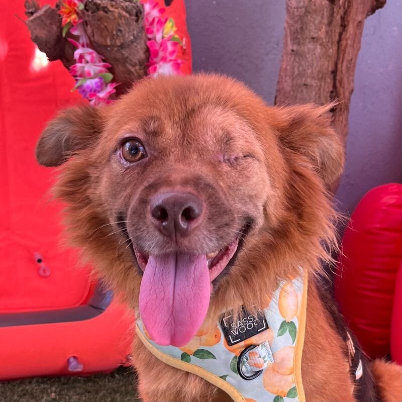 Adopt Peaches Today - Pets TheCountyOffice