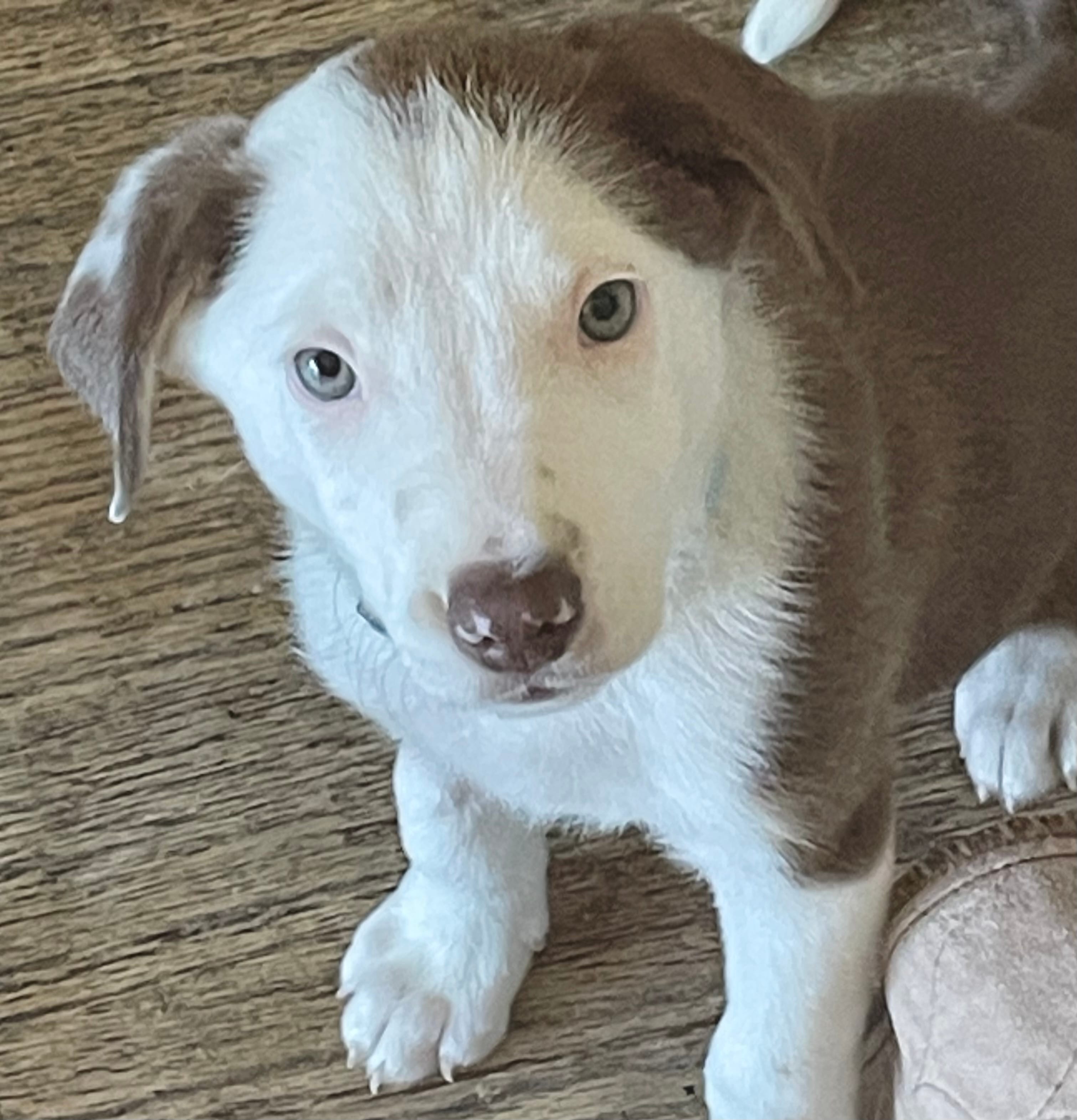 Adopt Violet Today - Pets TheCountyOffice