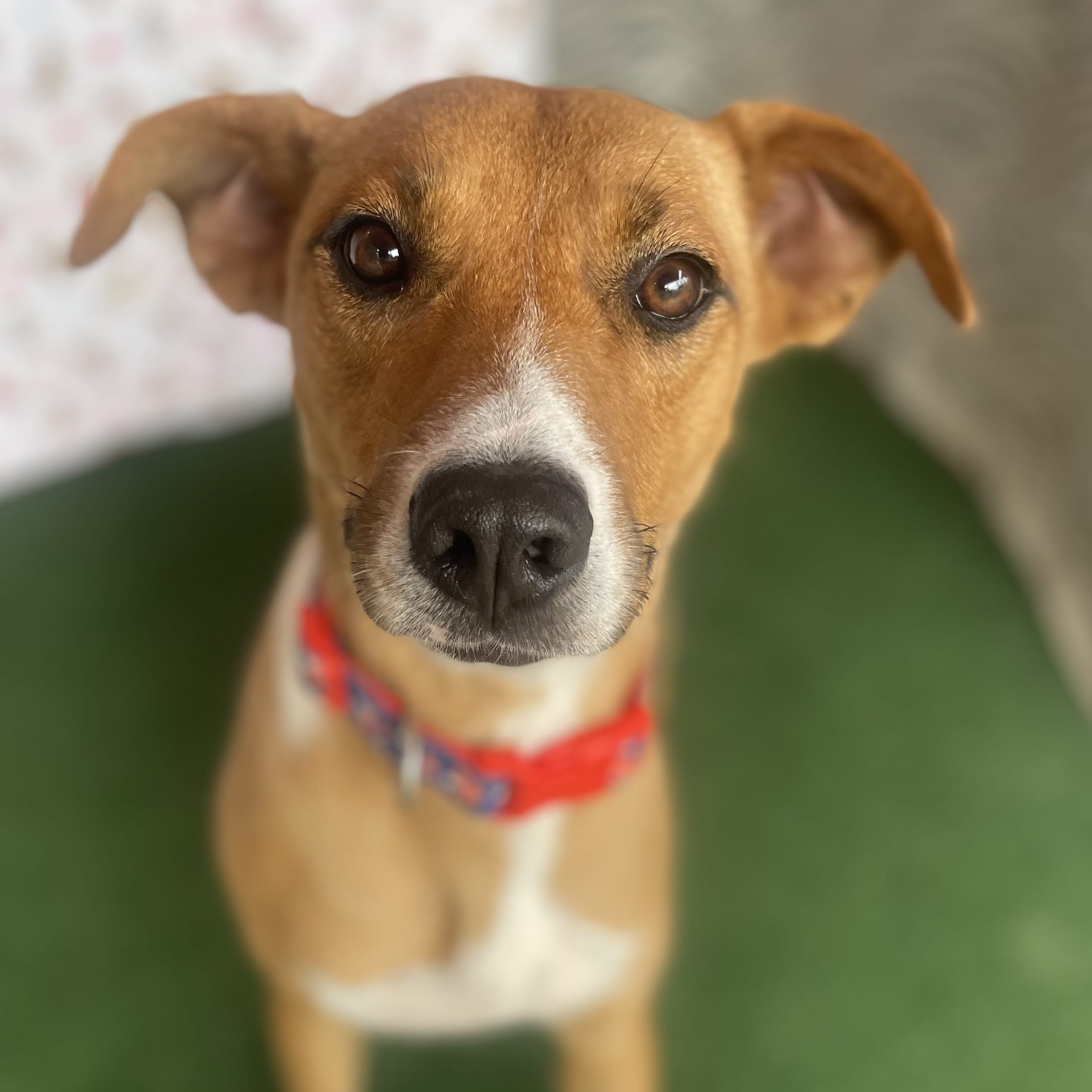 Adopt Wendy Today - Pets TheCountyOffice