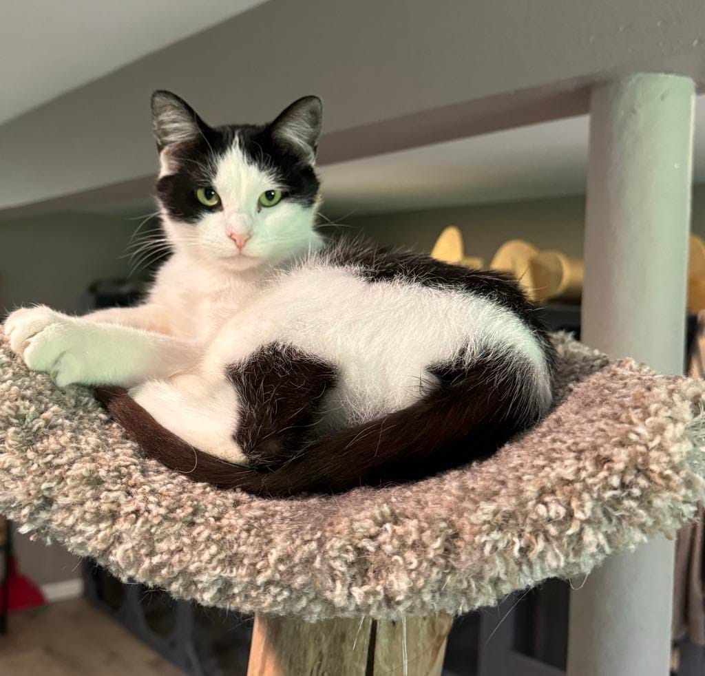 Adopt Zara Today - Pets TheCountyOffice