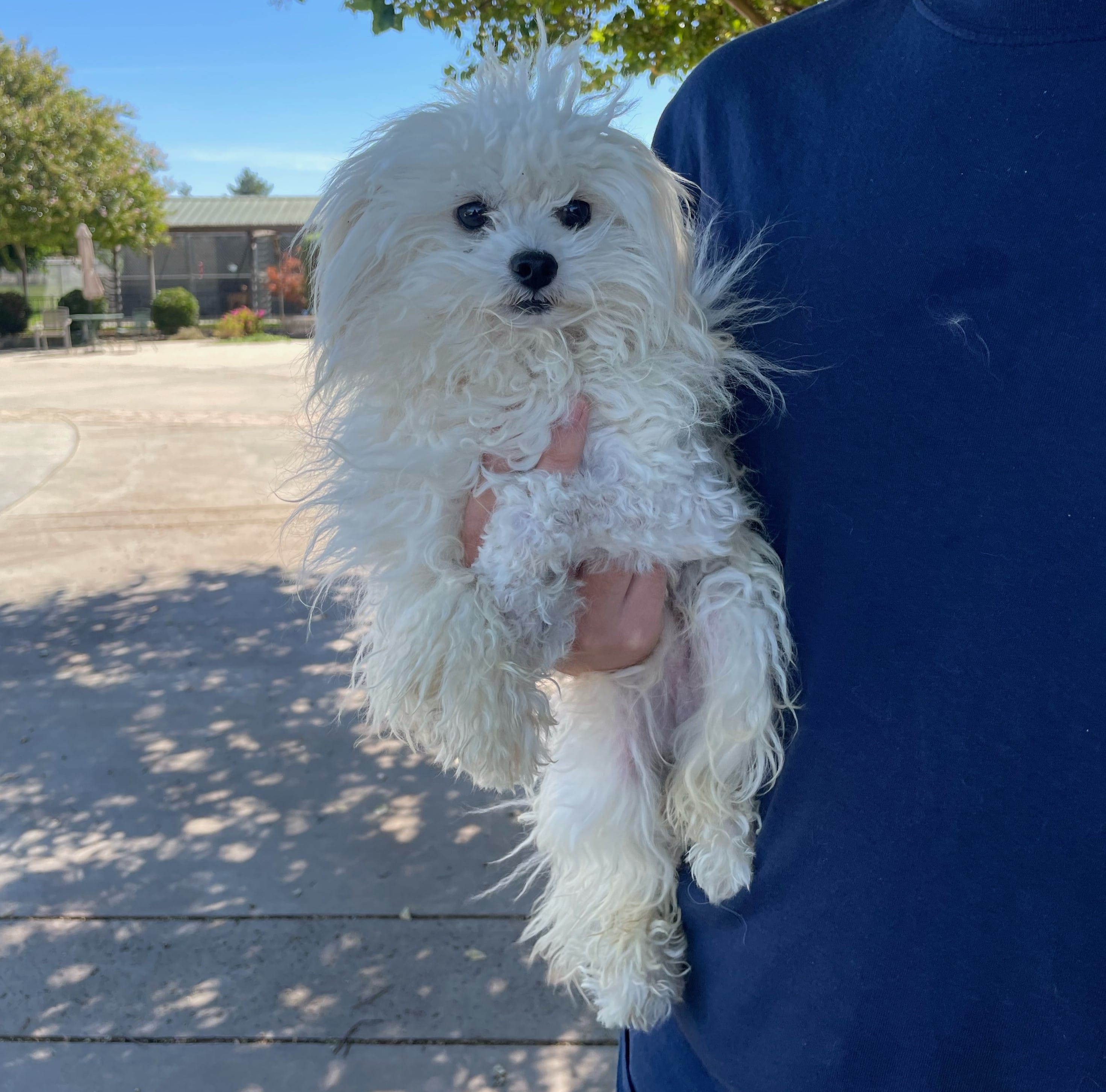 Adopt Mateo Today - Pets TheCountyOffice