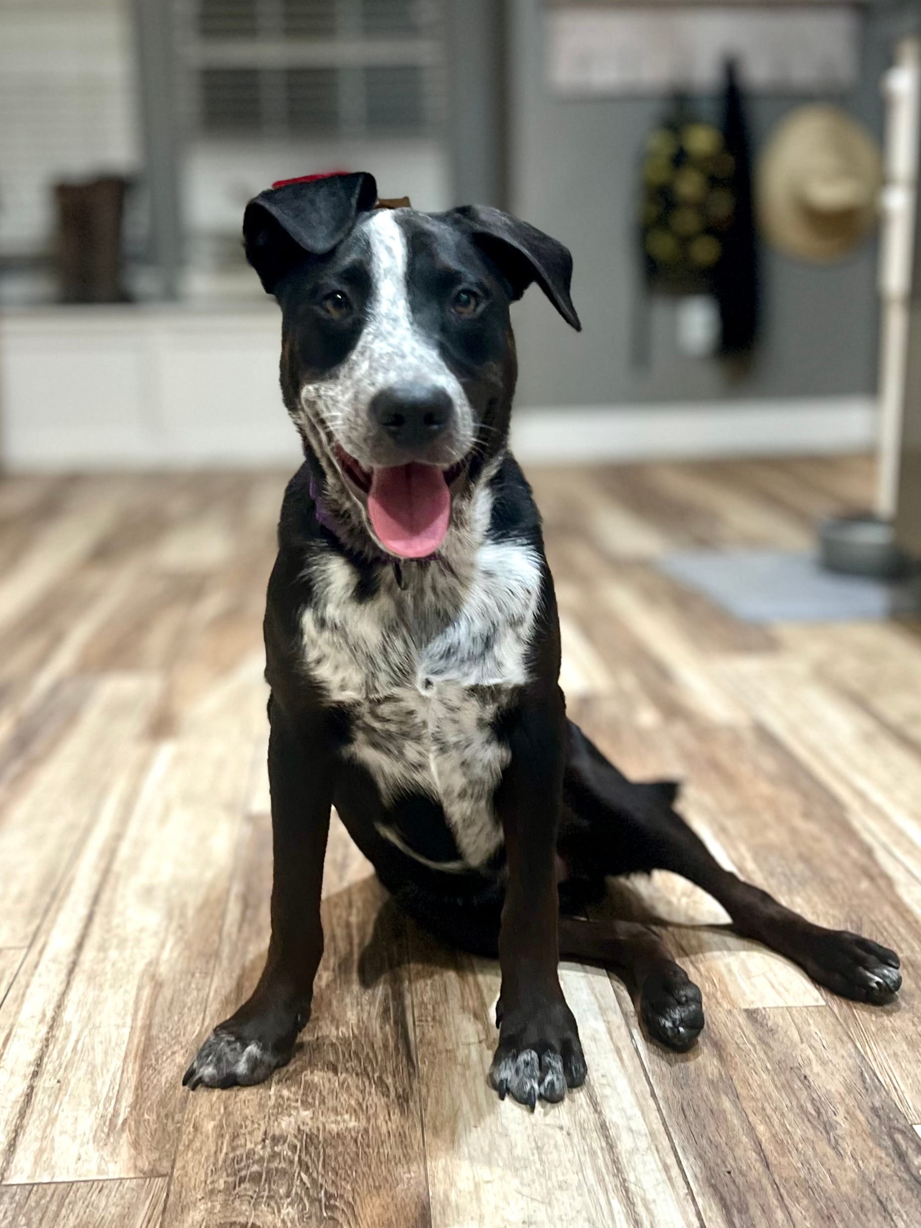 Adopt Teddy (CT) - Your New Best Friend Today - Find Paw Pal