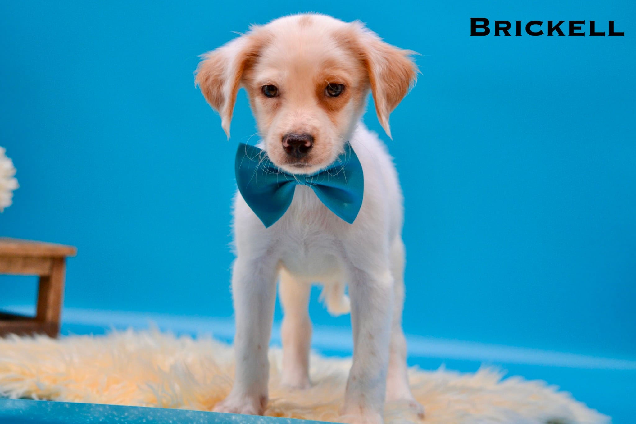 Adopt Brickell Today - Pets TheCountyOffice