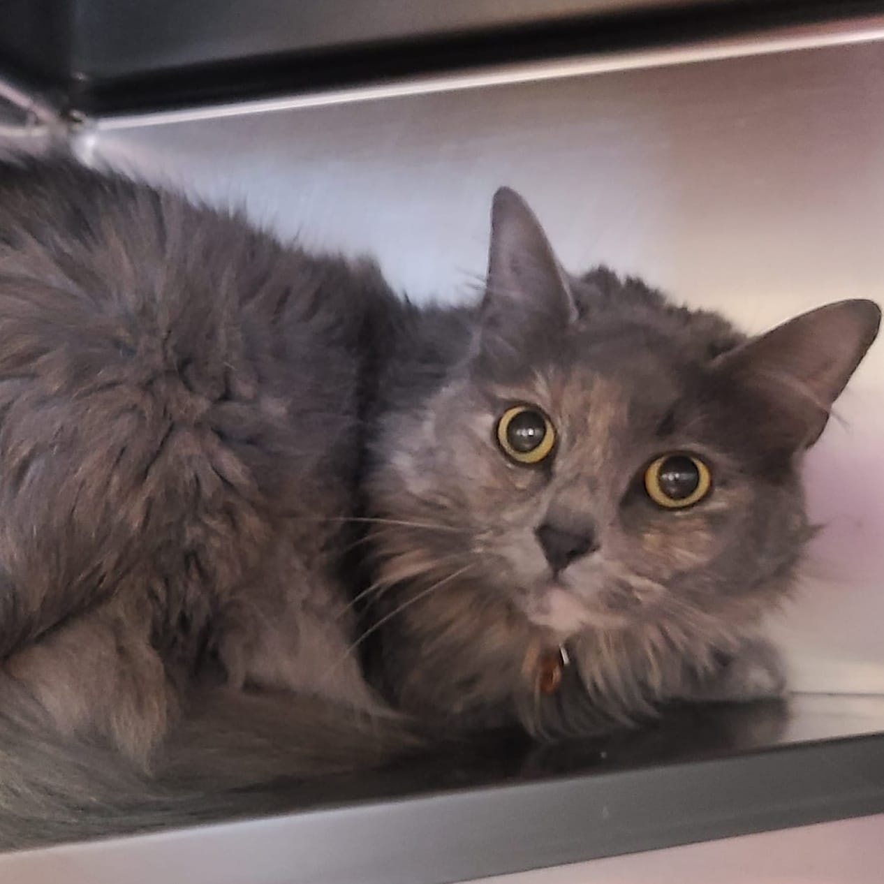 Adopt Debbie Today - Pets TheCountyOffice