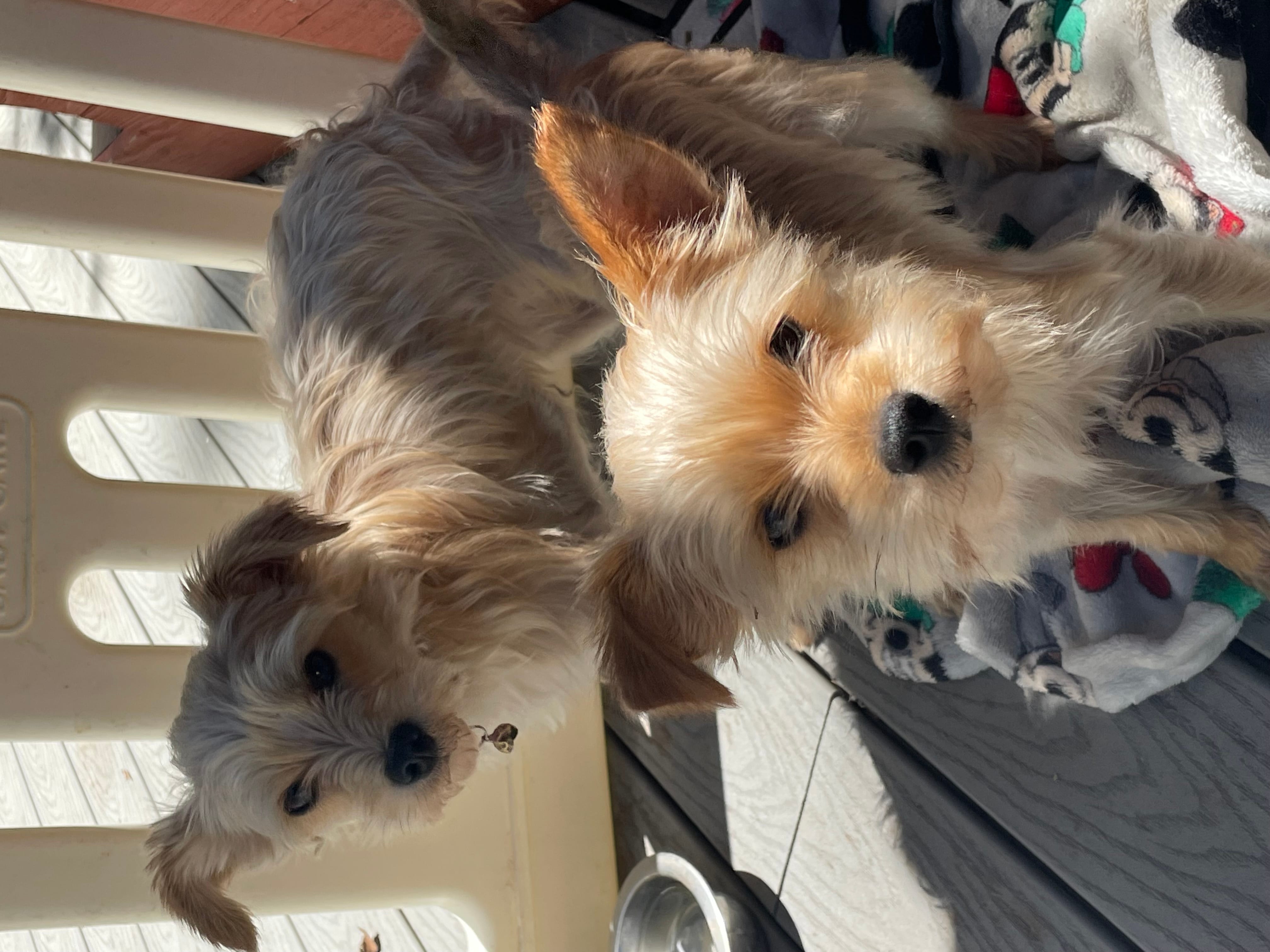 Adopt Bluey and Bingo Today - Find Paw Pal