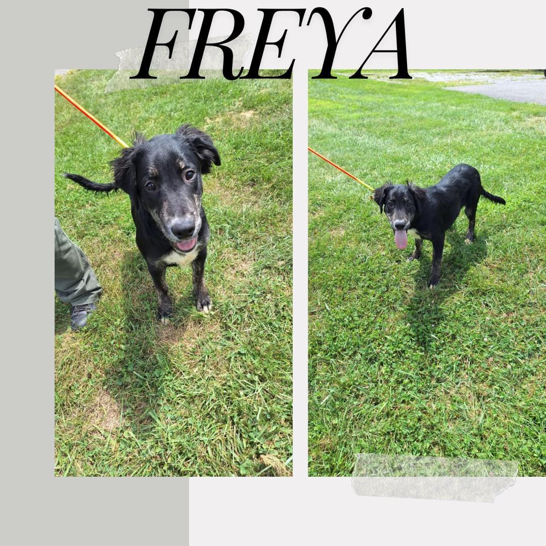Adopt Freya Today - Pets TheCountyOffice