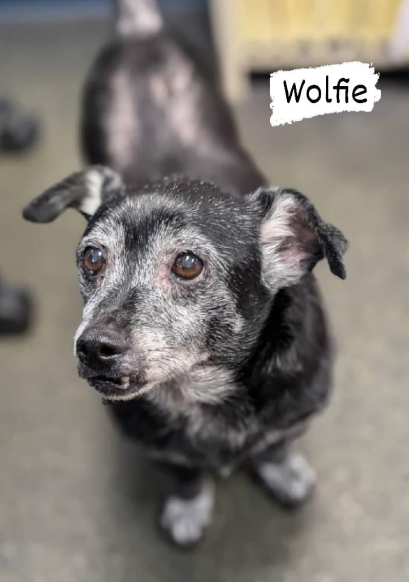 Adopt Wolfie Today - Pets TheCountyOffice