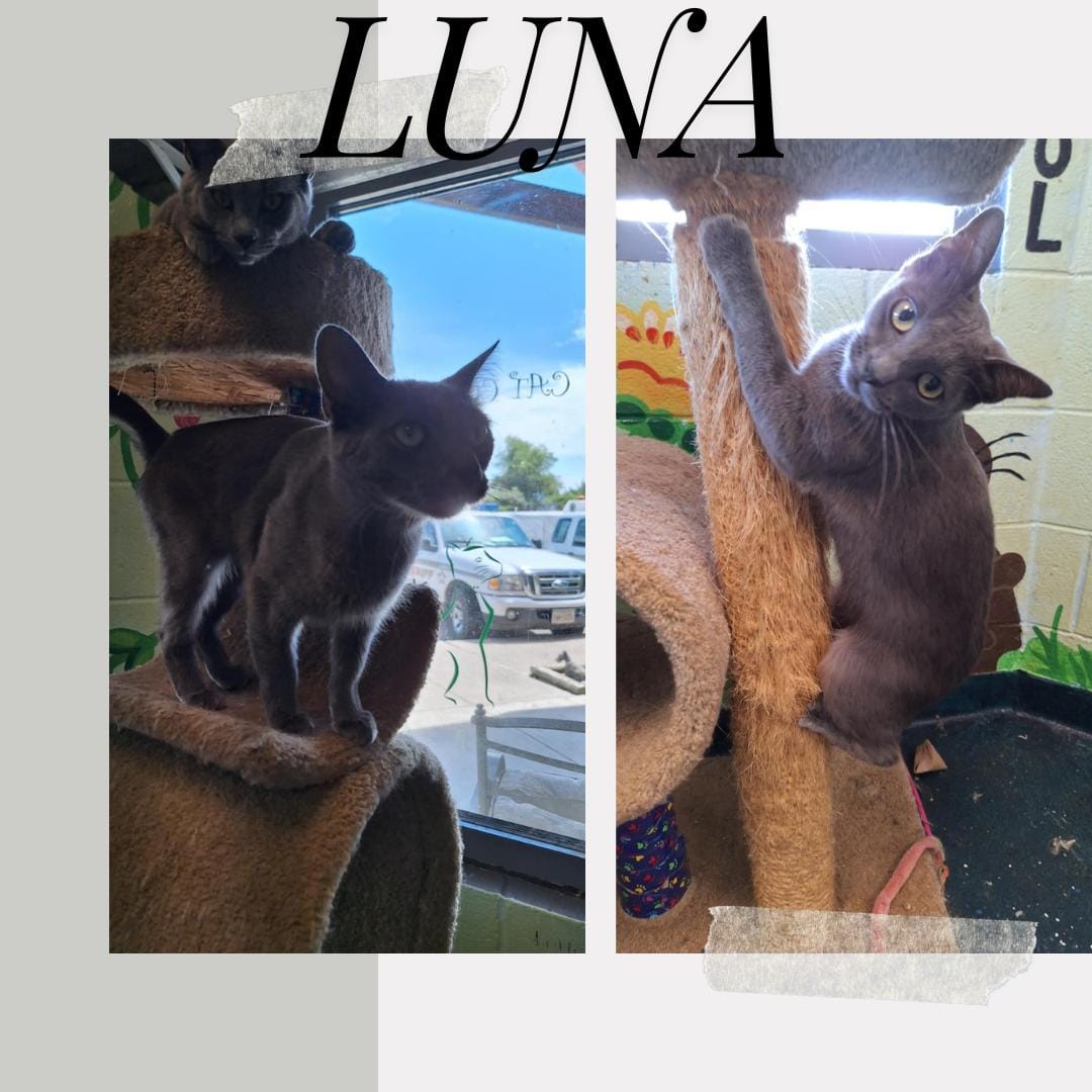Adopt Luna Today - Pets TheCountyOffice