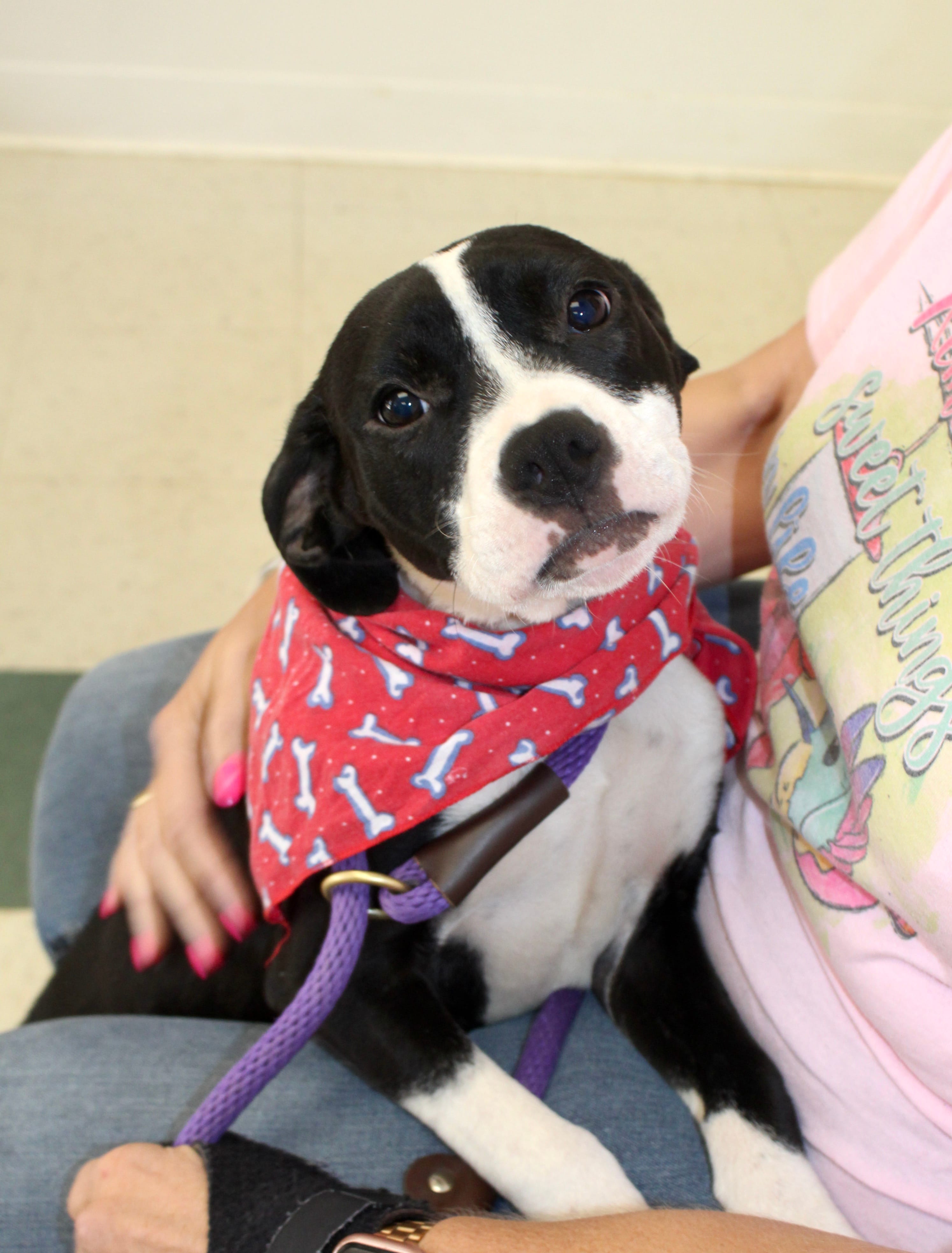 Humane Society in Woodbury, MN - Find Paw Pal