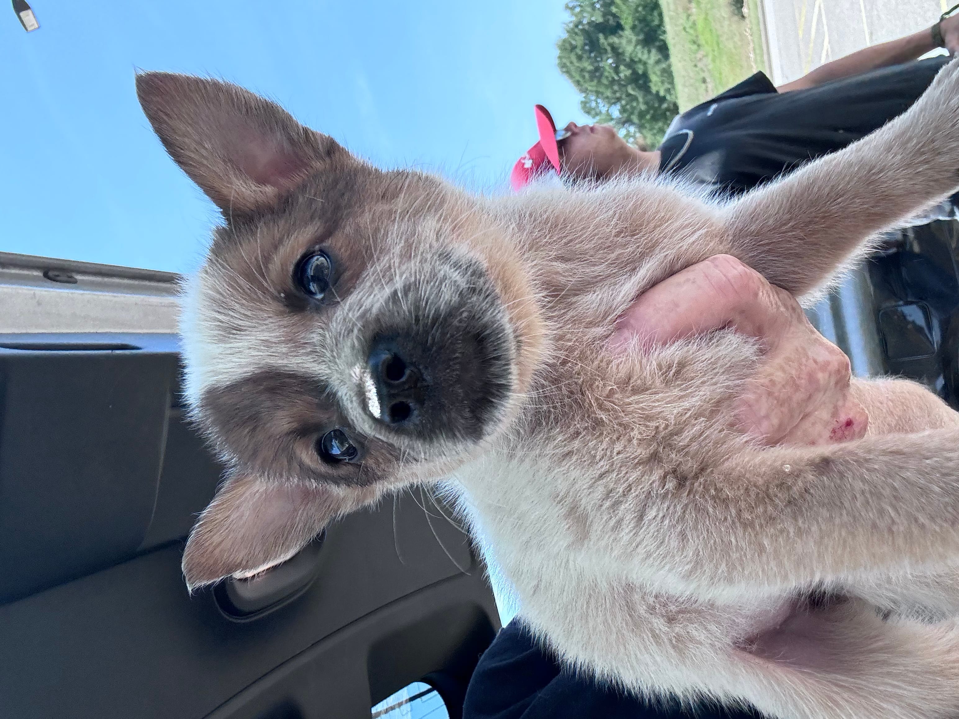 Adopt Hazel Today - Pets TheCountyOffice