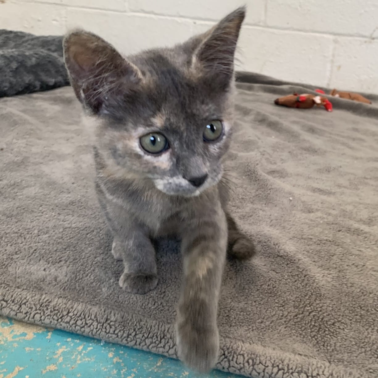 Adopt Kelly Kapowski Today - Pets TheCountyOffice