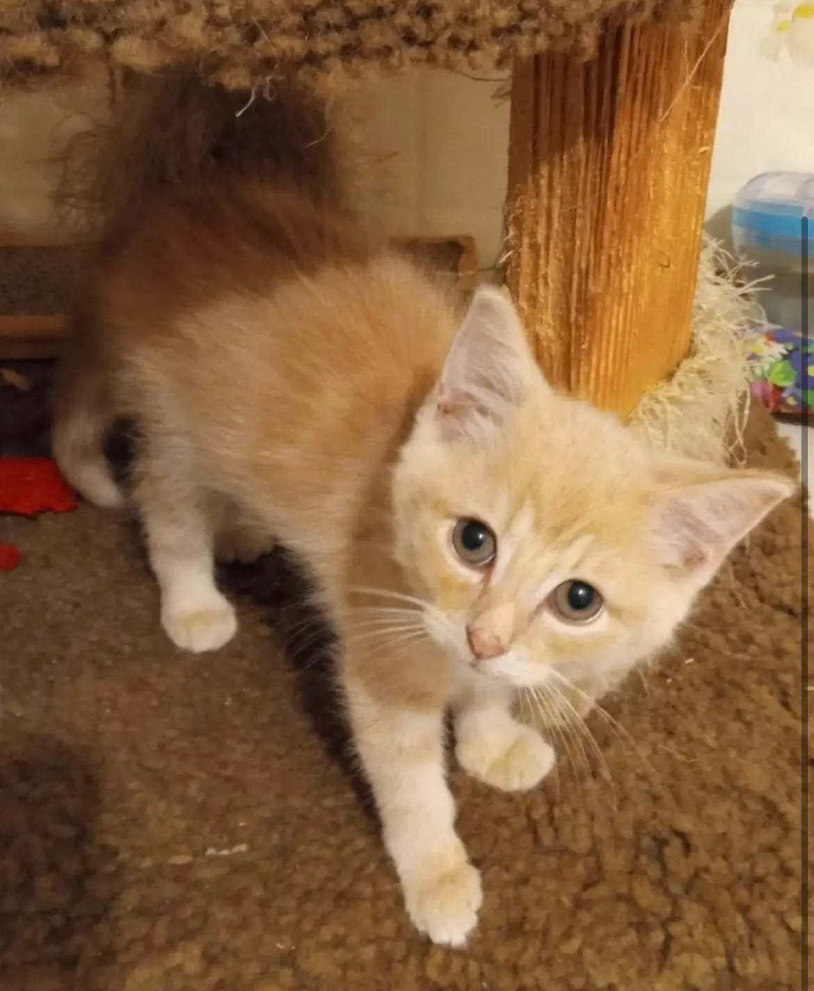 Adopt Davy Today - Pets TheCountyOffice