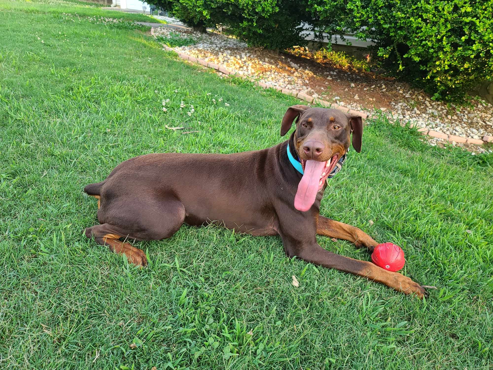 Adopt Kodak Today - Pets TheCountyOffice