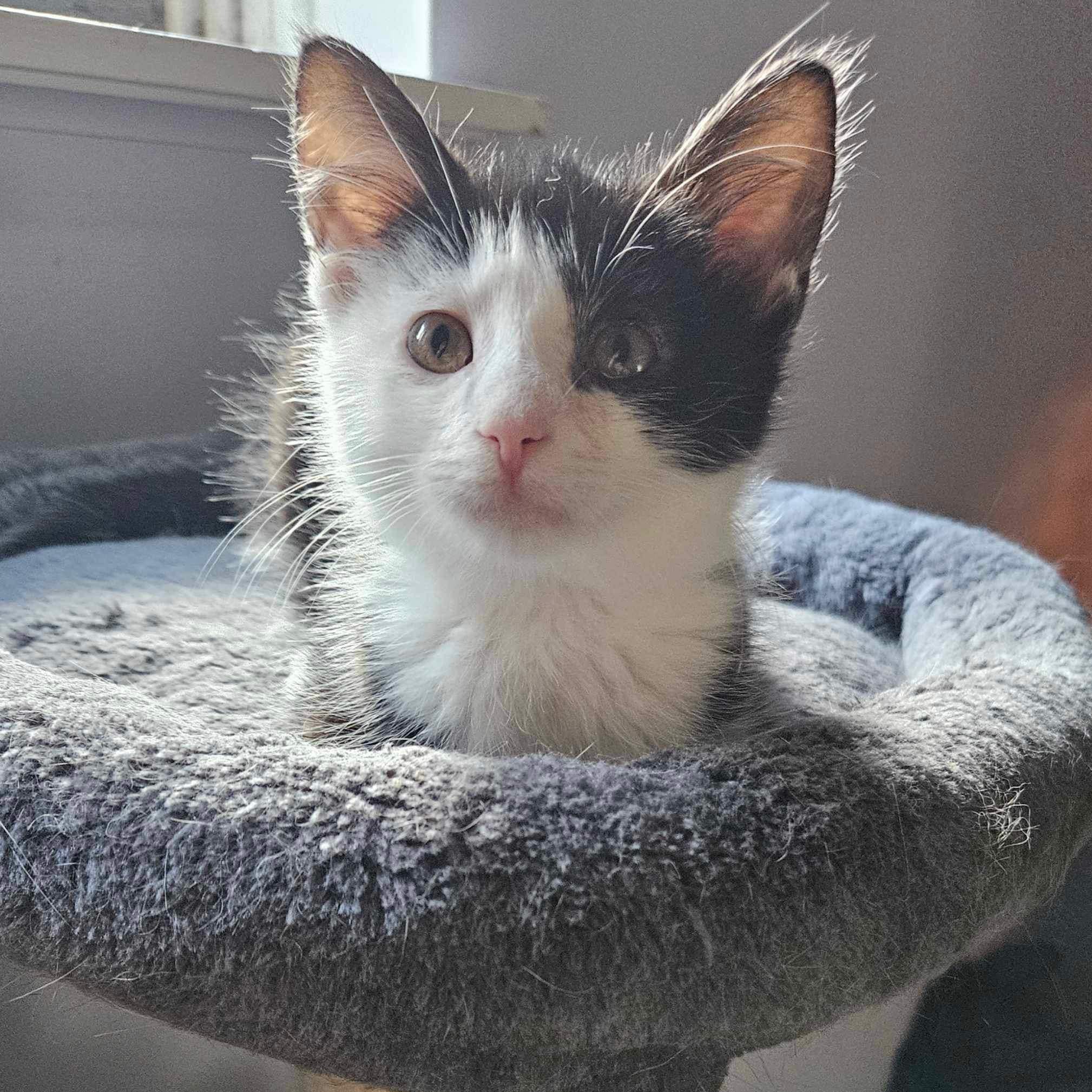 Adopt Prime Today - Pets TheCountyOffice