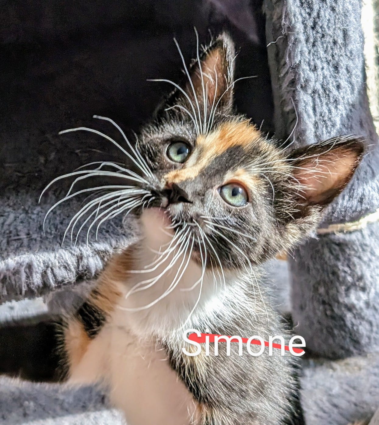 Adopt Simone Today - Pets TheCountyOffice