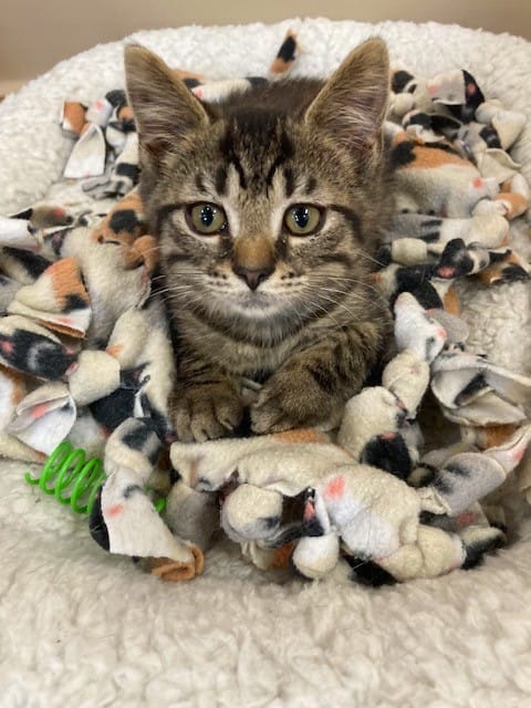 Adopt Coco Puff Today - Pets TheCountyOffice