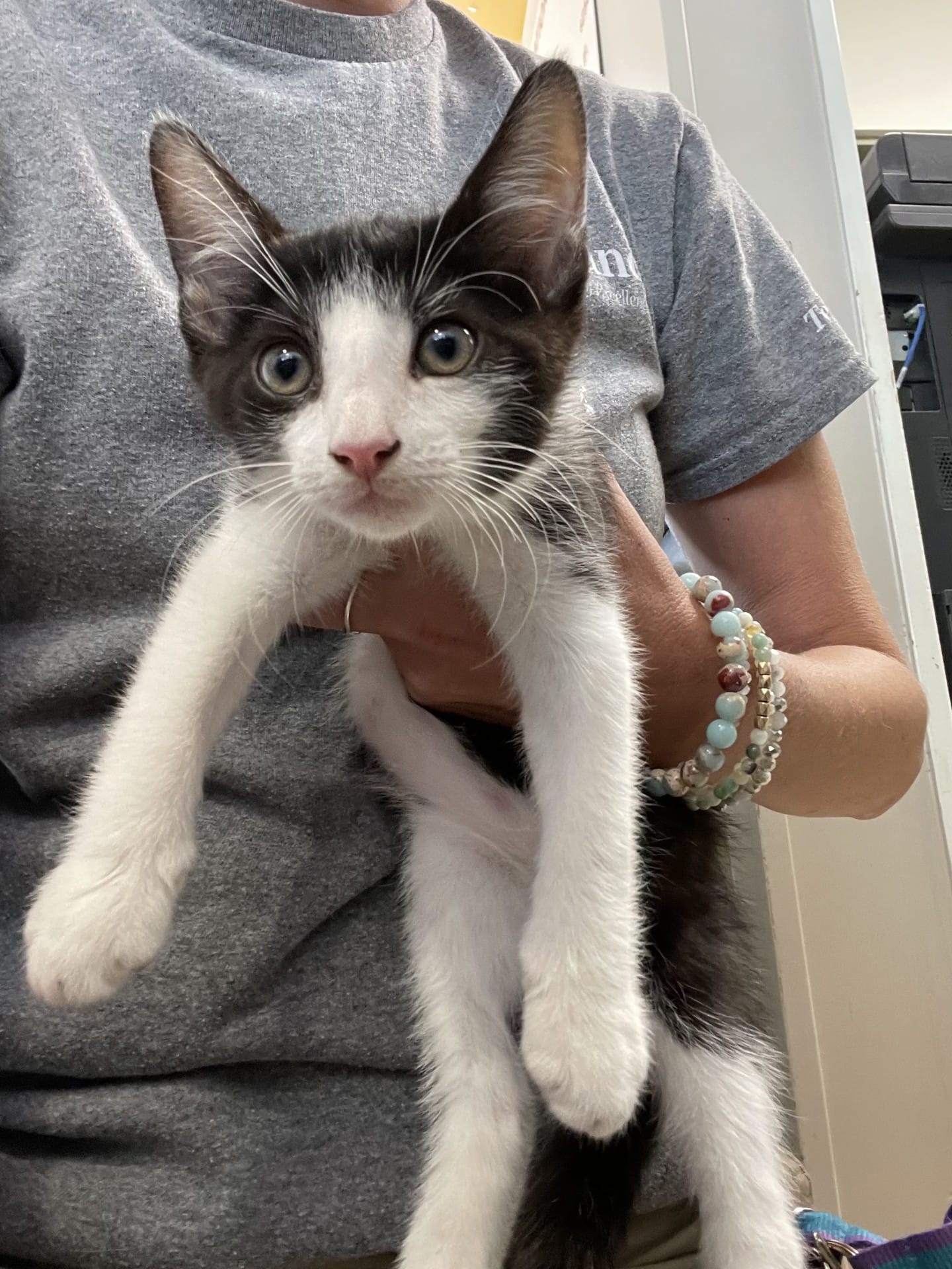 Adopt Blake A204869 Today - Pets TheCountyOffice