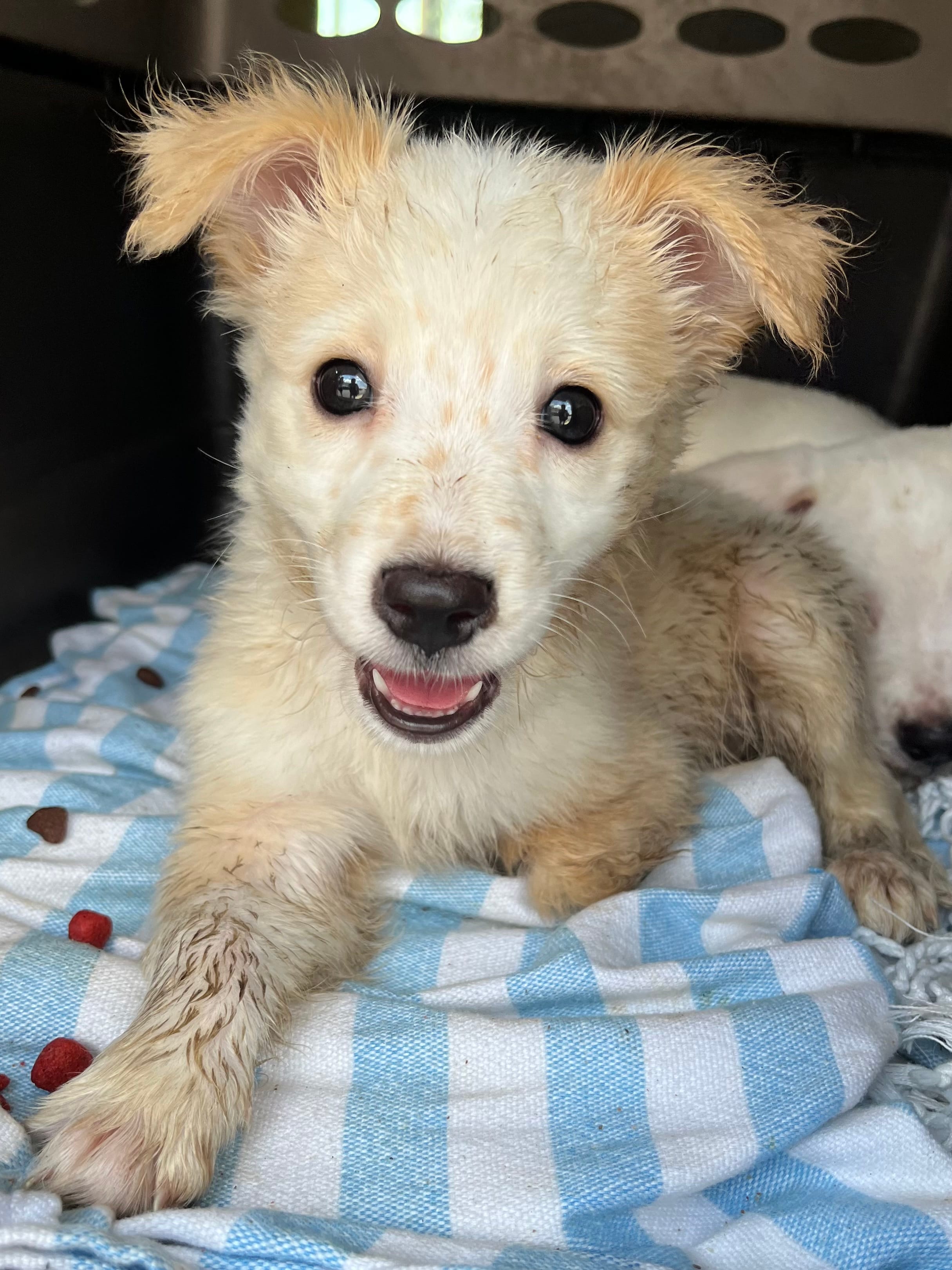 Adopt Precious Today - Find Paw Pal