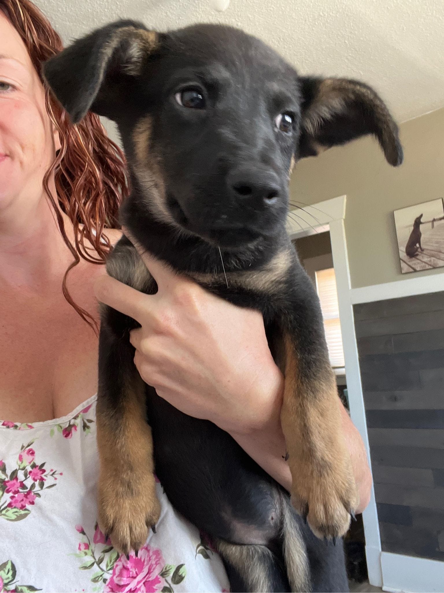 Adopt Fern Today - Pets TheCountyOffice