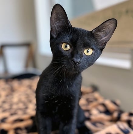 Adopt Crow Today - Pets TheCountyOffice