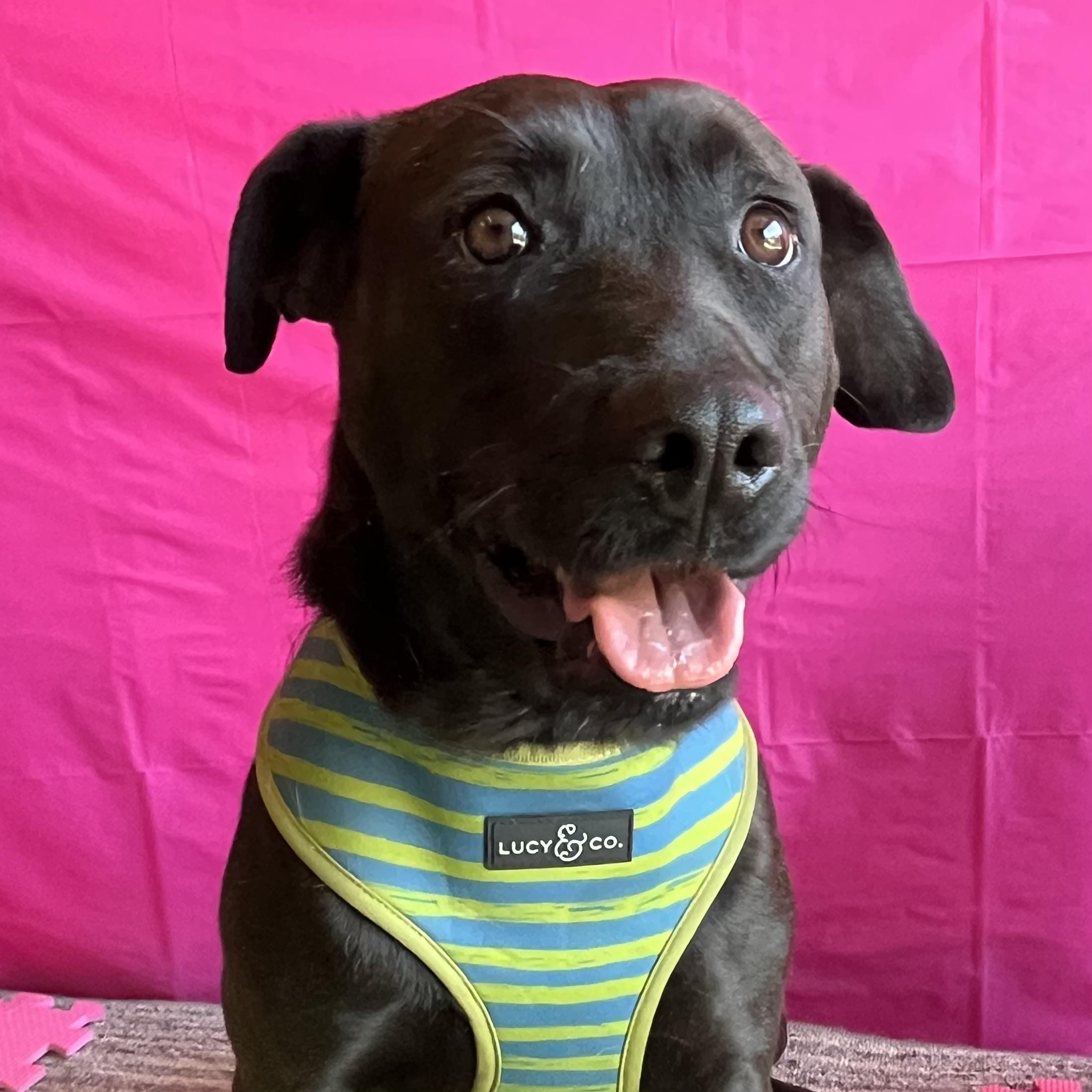 Adopt Rammy Today - Find Paw Pal