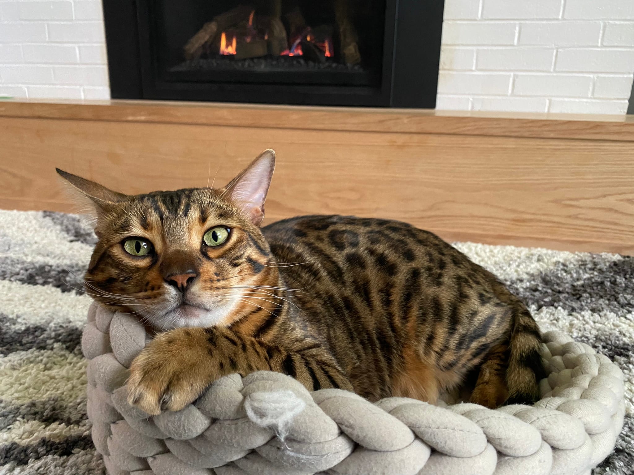 Adopt Bandit and Martin- Courtesy Listed Today - Pets TheCountyOffice