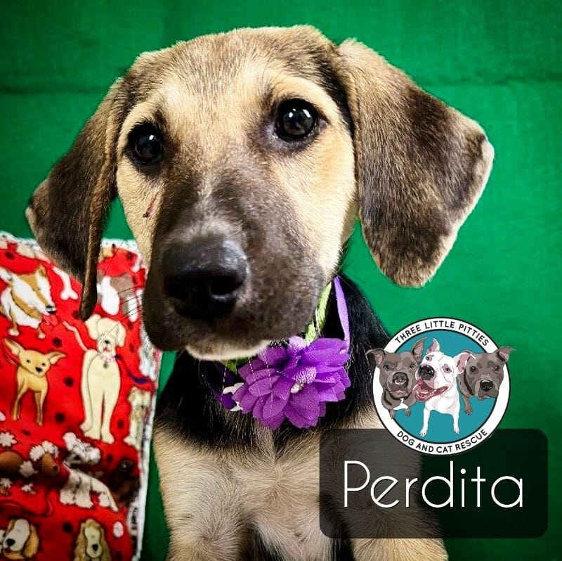 Adopt Perdita Famous Doggy Today - Pets TheCountyOffice