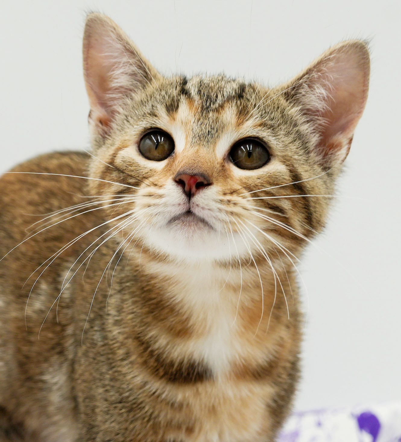 Adopt Tash is a tiny treasure! Rainbow tiny tot - so unique! Today ...