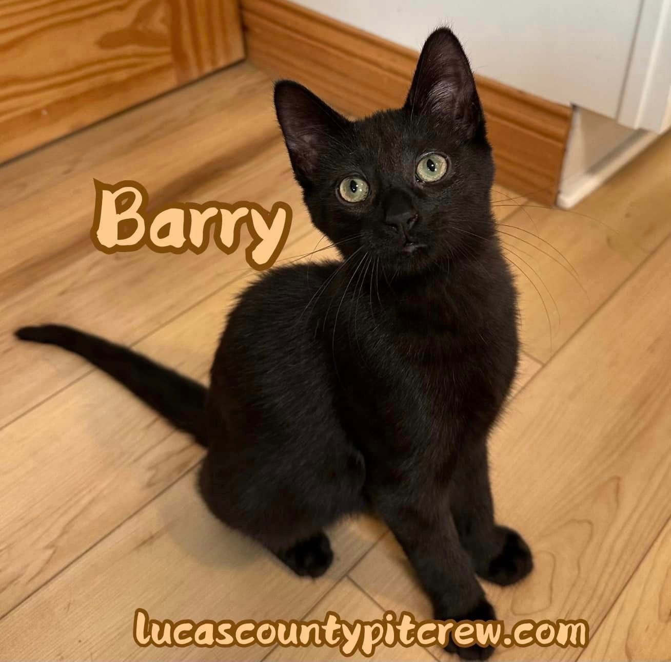 Adopt Barry Today - Pets TheCountyOffice