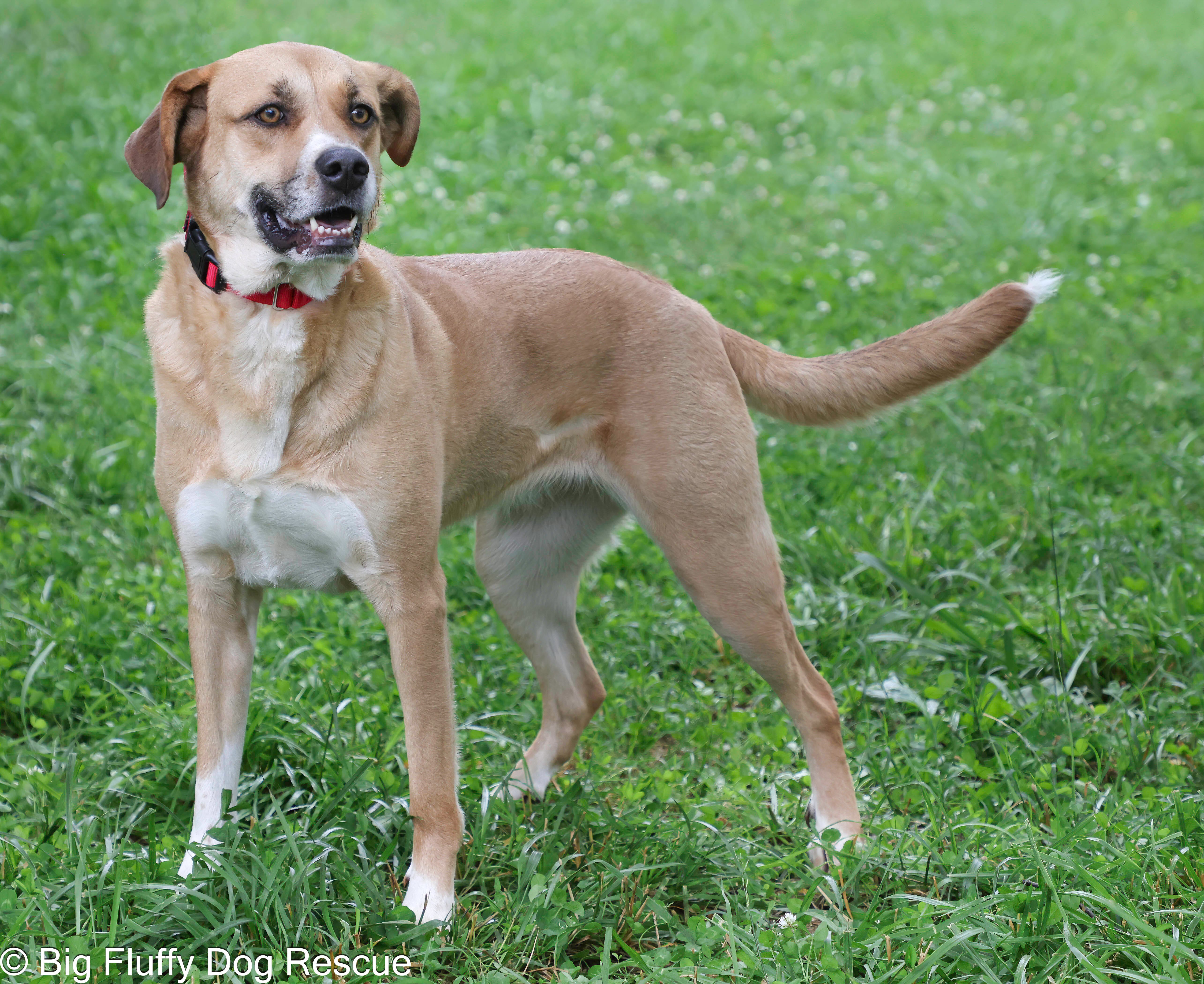 Adopt Sunny Today - Pets TheCountyOffice