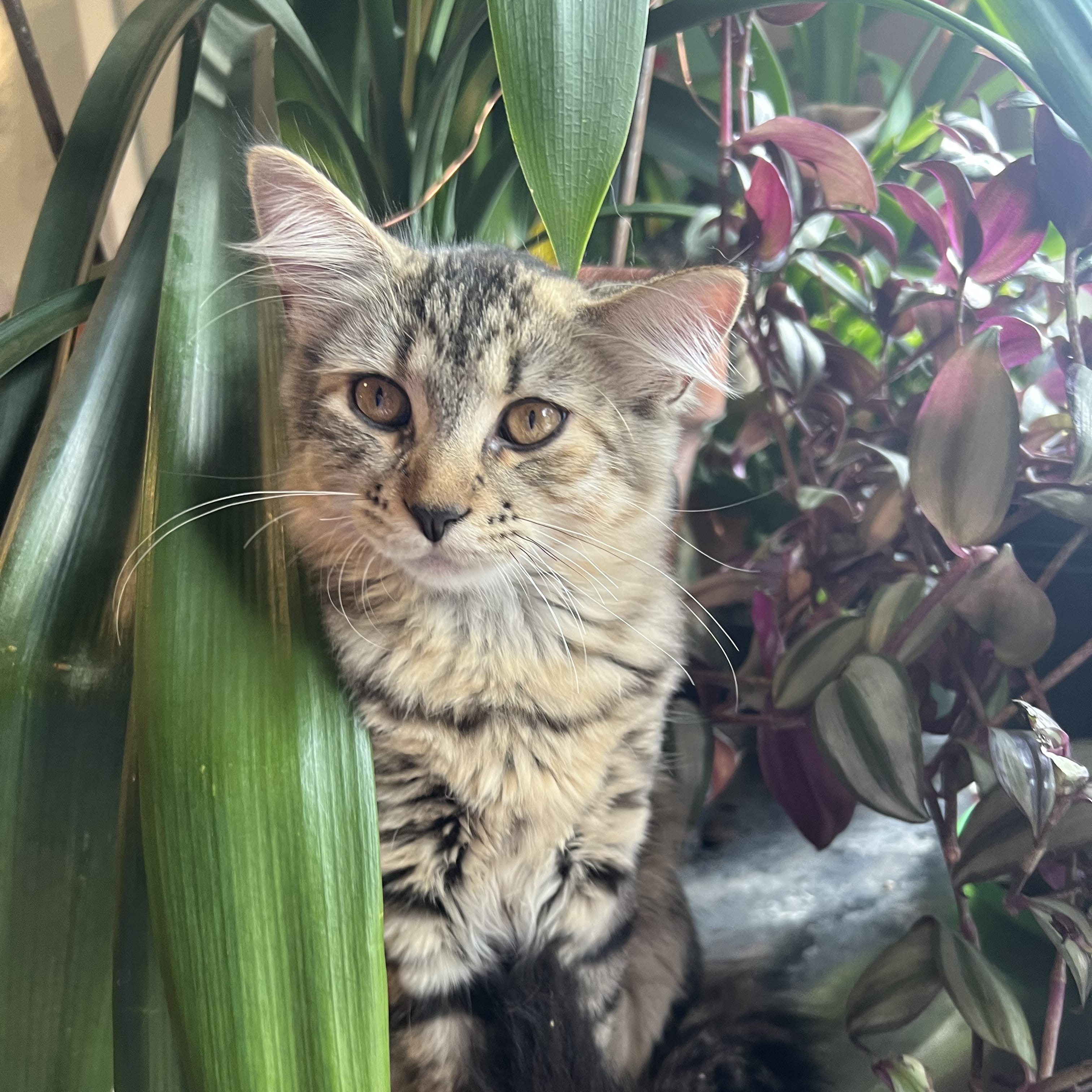 Adopt Granite Today - Pets TheCountyOffice