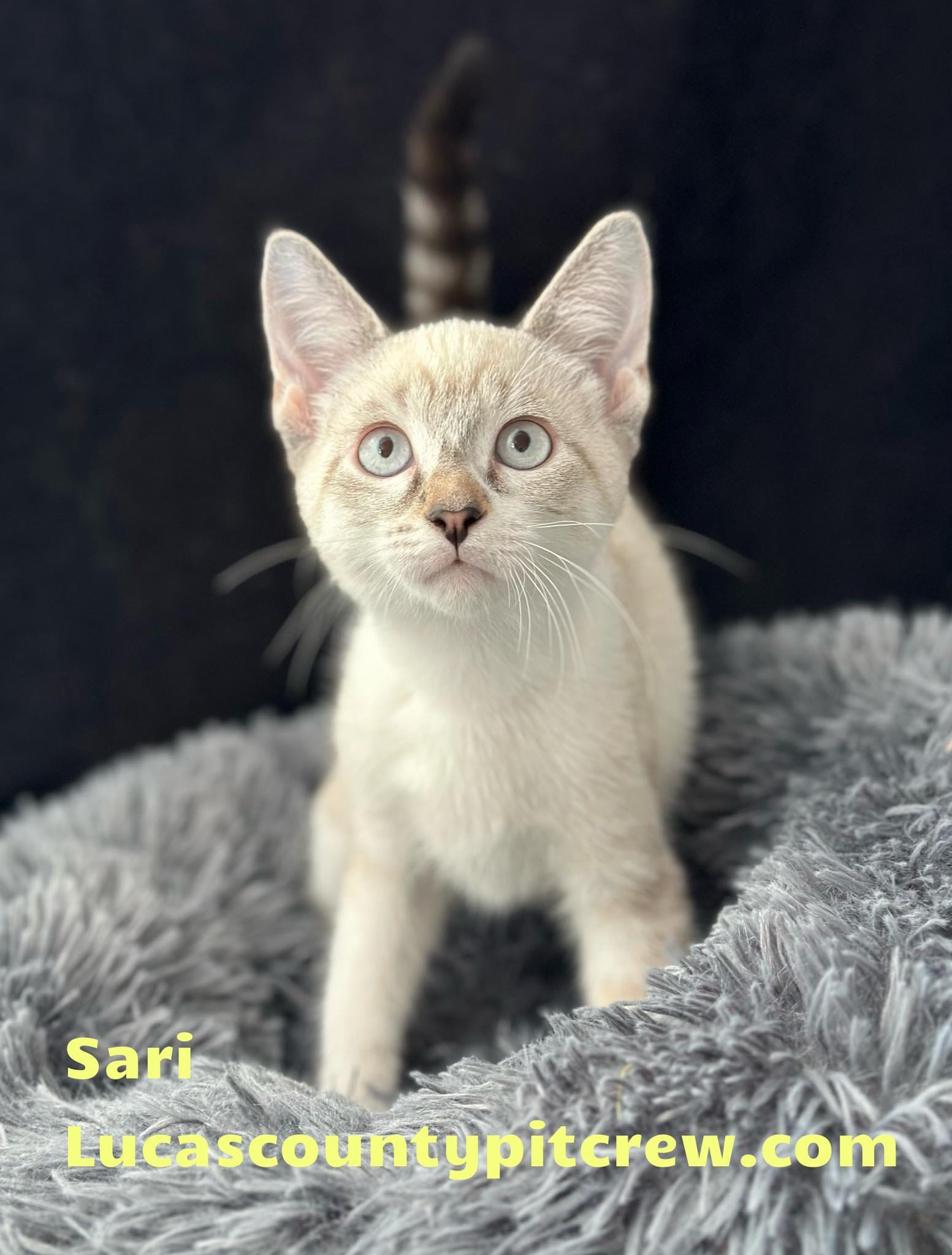 Adopt Sari Today - Pets TheCountyOffice