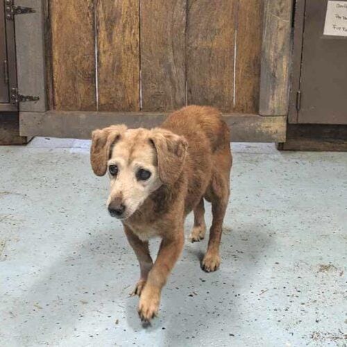 Adopt Riley Today - Find Paw Pal