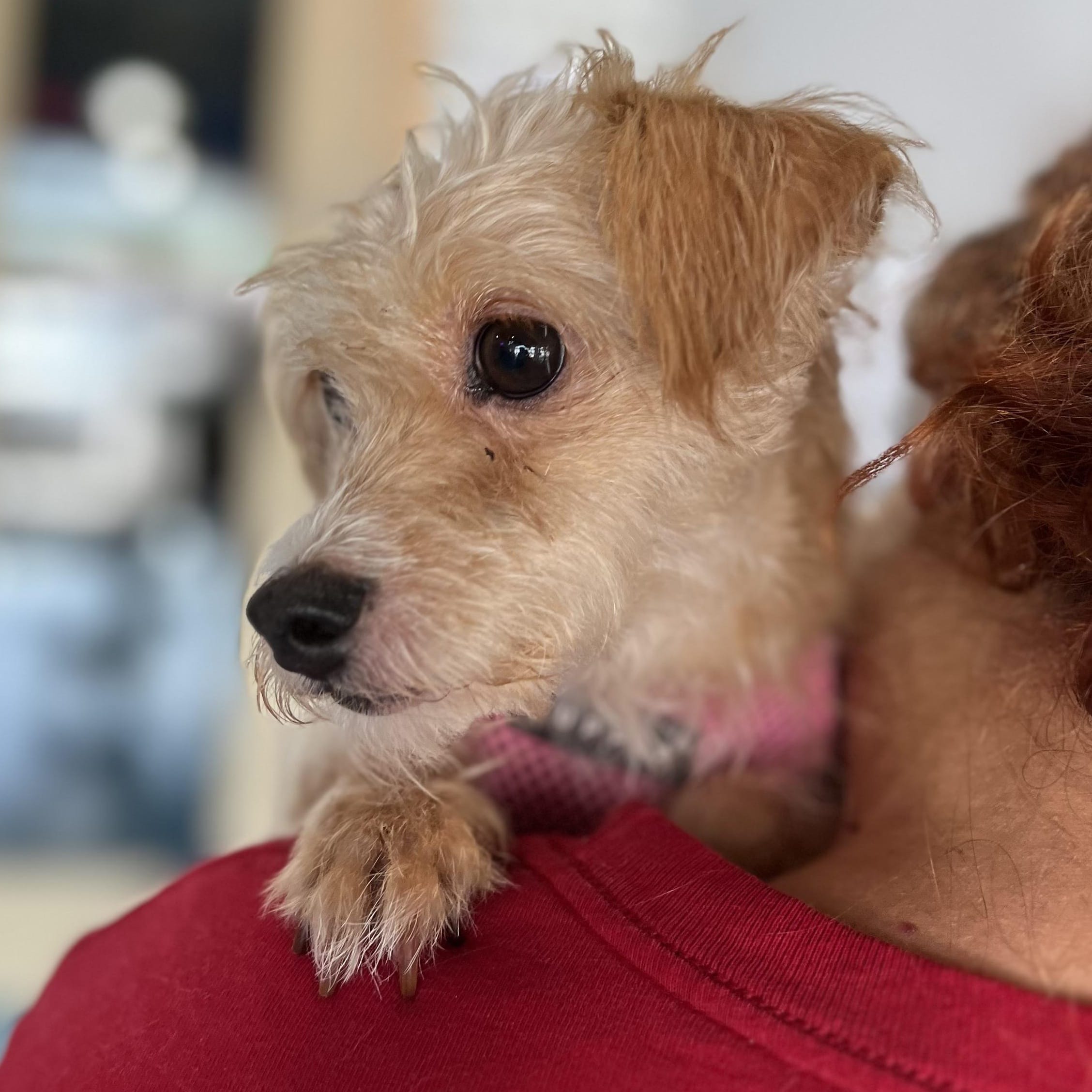 Adopt Rosita Today - Pets TheCountyOffice