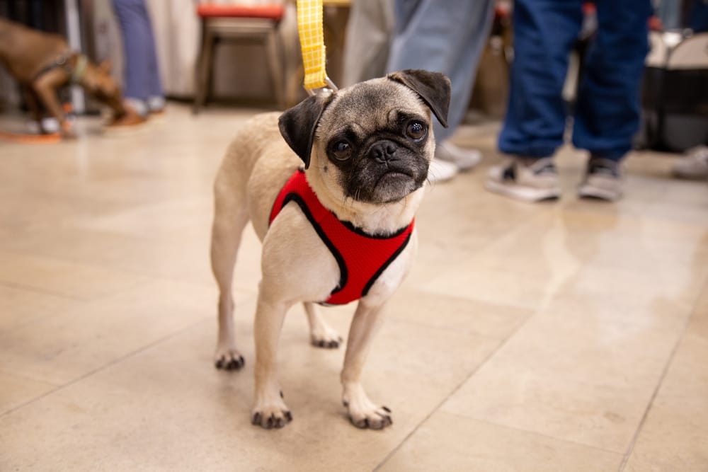 Adopt Mabel Today - Pets TheCountyOffice