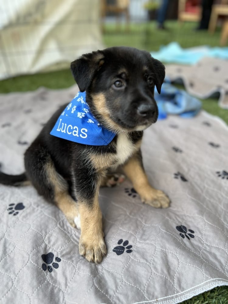 Adopt Lucas Today - Pets TheCountyOffice