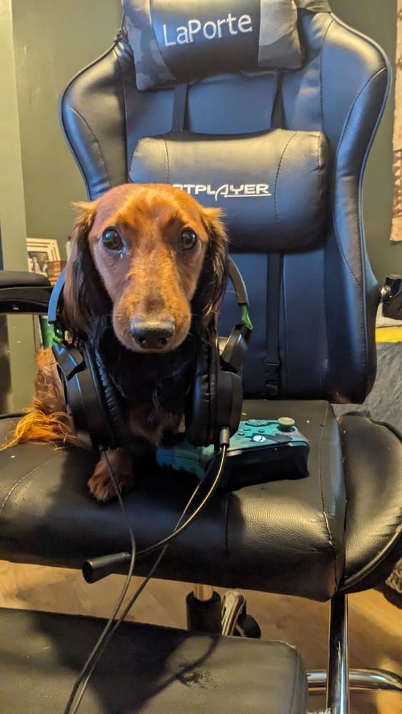 Adopt Todd Today - Pets TheCountyOffice
